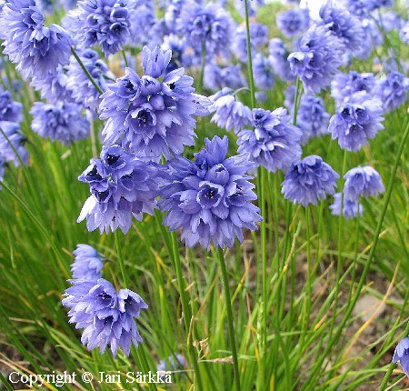 Allium sikkimense - posliinilaukka - porslinslök
