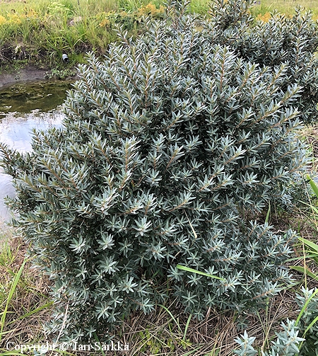 Hippophaë rhamnoides 'Hikul' - tyrni - havtorn