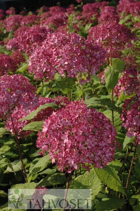 Hydrangea arborescens 'Bella Anna' - pallohortensia - fylld vidjehortensia