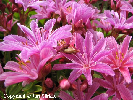 Lewisia Longipetala-Ryhmä 'Little Plum' - tähtilevisia - lewisia