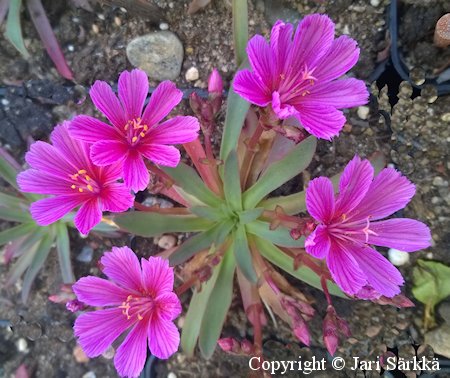 Lewisia Longipetala-ryhmä 'Little Raspberry' - tähtilevisia - lewisia