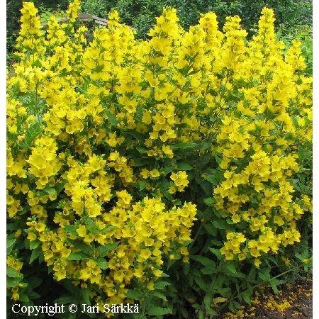 Lysimachia punctata - tarha-alpi - praktlysing