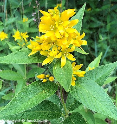 Lysimachia vulgaris - ranta-alpi - strandlysing, vide/ouml;rt