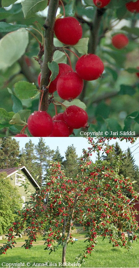 Malus Prunifolia-ryhmä 'Dolgo' - paratiisiomenapuu - paradisäpple