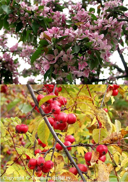 Malus Purpurea-ryhmä 'Hopa' - purppuraomenapuu - purpurapel