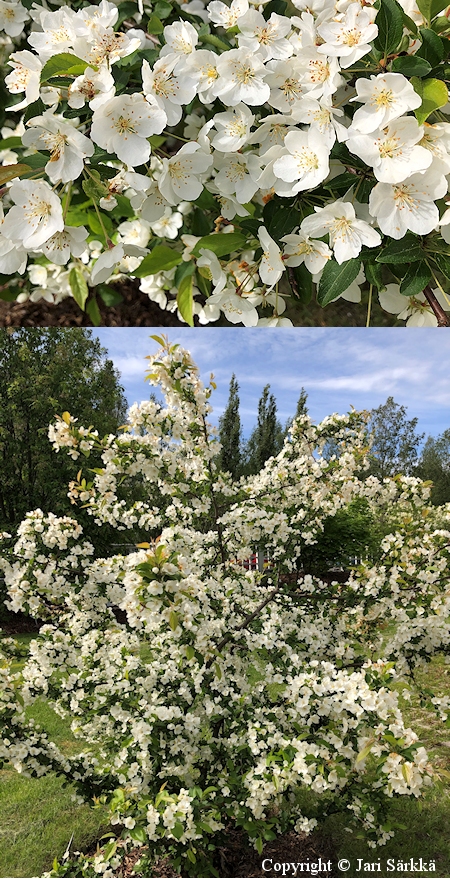 Malus toringo var. sargentii - marjaomenapensas - bukettapel