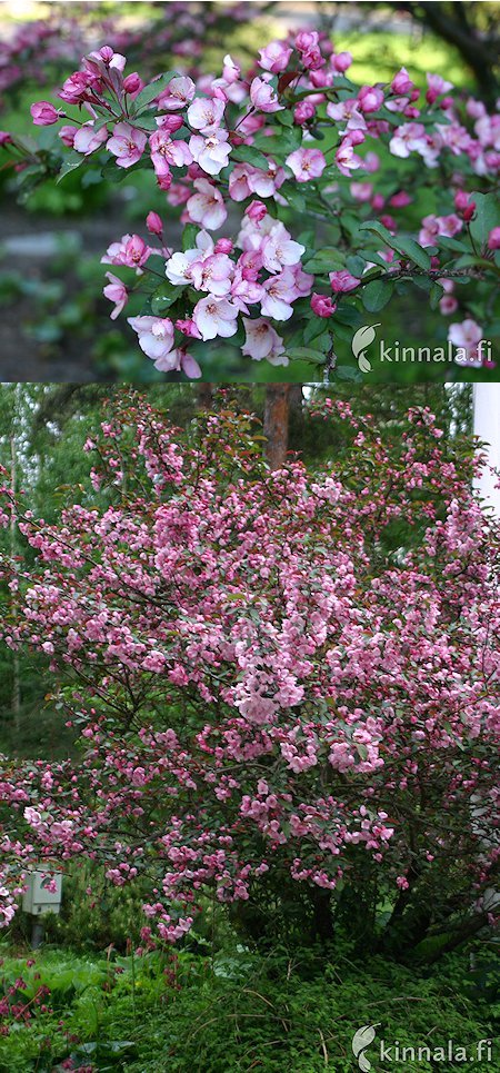 Malus toringo var. sargentii 'Susanna' - marjaomenapensas - bukettapel