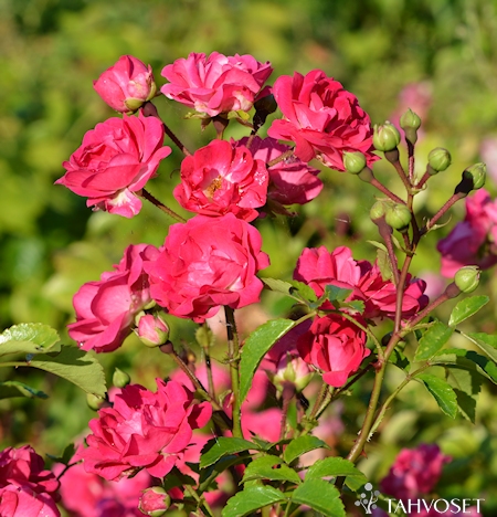 Rosa Easy Elegance 'Little Mischief' - pensasruusu - buskros
