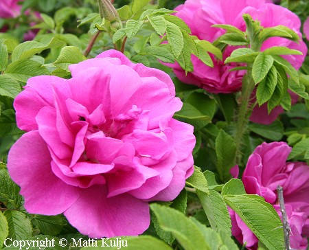 Rosa Rugosa-Ryhmä 'Pierrette Pavement' - tarhakurtturuusu - rugosaros