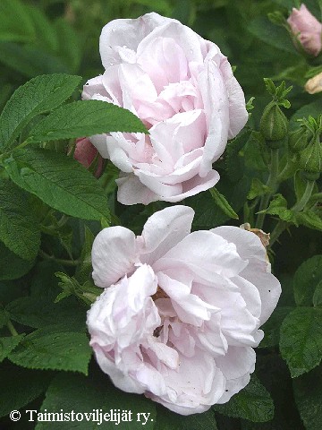 Rosa Rugosa-Ryhmä 'Snow Pavement' ('Schneekoppe') - tarhakurtturuusu ...