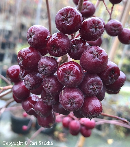 Sorbus 'Burka' - marjapihlaja - "bärrönn"