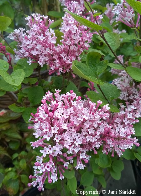 Syringa meyeri×patula 'Pink Perfume' - syreeni - syren