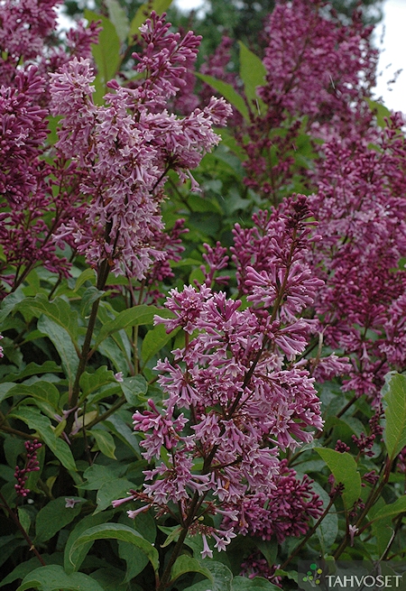 Syringa Preston-Ryhmä 'Royalty' - isabellansyreeni - prestonsyren