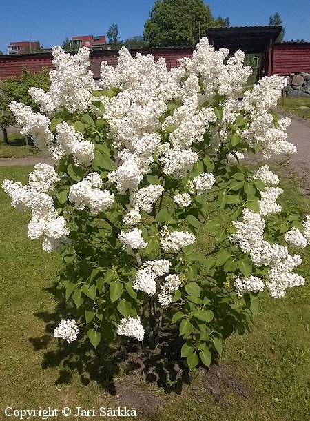 Syringa vulgaris 'Alba' - pihasyreeni - syren
