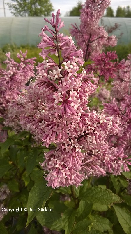 Syringa x henryi 'Julia' - puistosyreeni - norrlandssyren