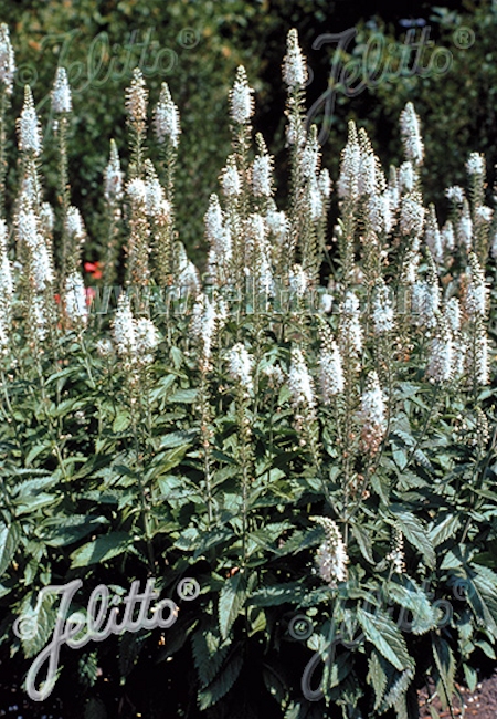 Veronica spicata 'Alba' - tähkätädyke - axveronika